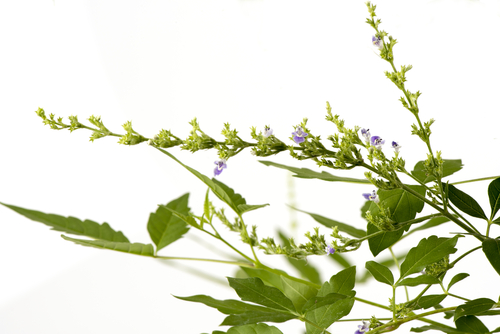 ¿Qué es el vitex y para qué sirve? · okira