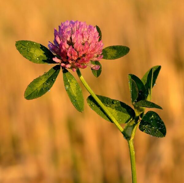 ¿Qué es el trébol rojo y para qué sirve? · okira